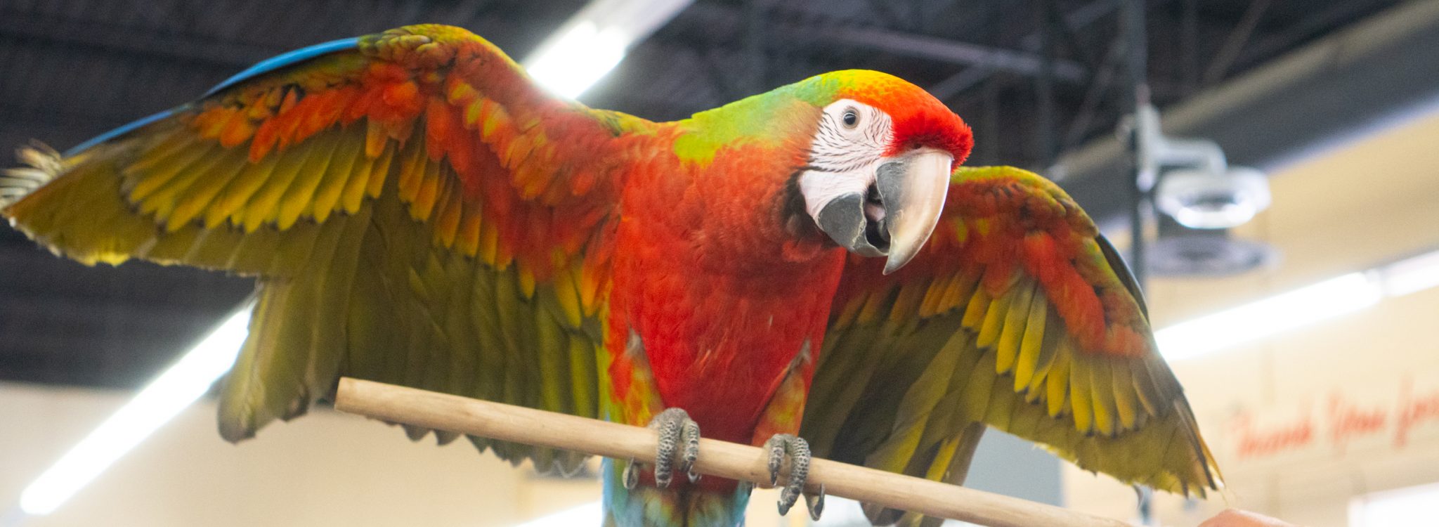 Birds In Store – Carter's Pet Mart