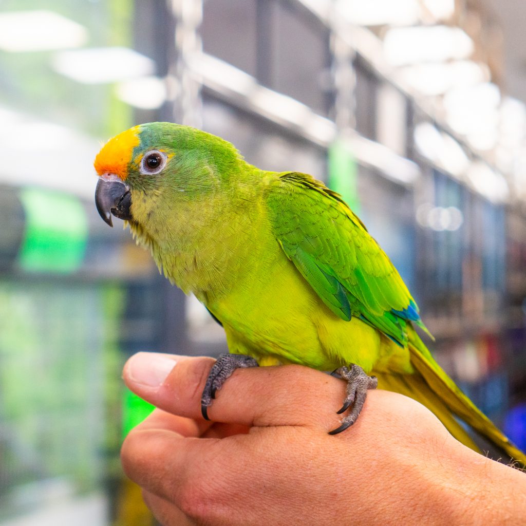 Birds In Store – Carter's Pet Mart