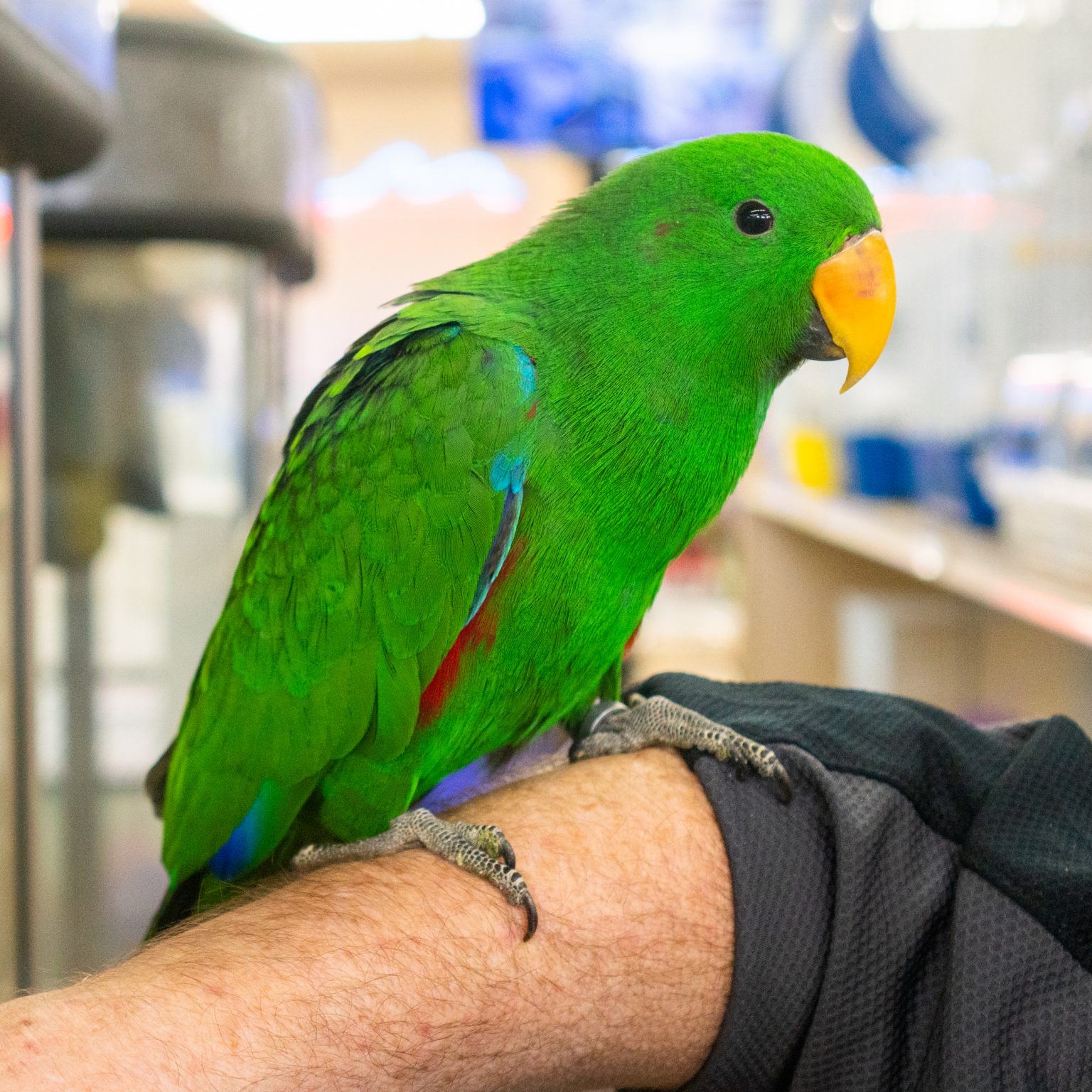 Birds In Store – Carter's Pet Mart
