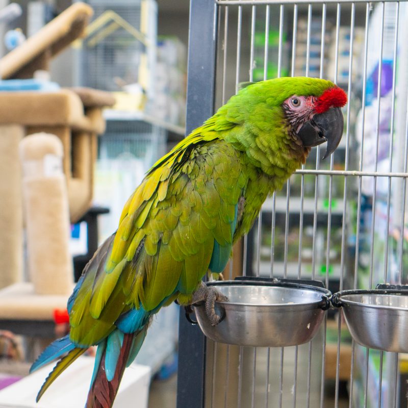 Birds In Store – Carter's Pet Mart